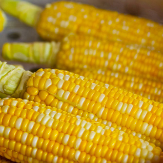 How To Grow Corn - Eco Organic Garden