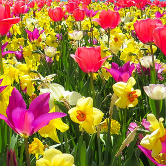 Spring Flowering Bulbs - Eco Organic Garden