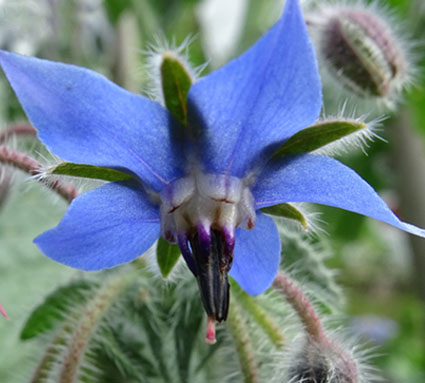 How To Grow Borage - Eco Organic Garden