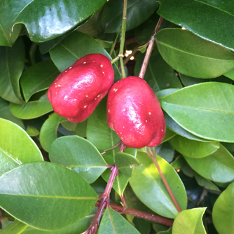 How To Grow Lilly Pillies - Eco Organic Garden