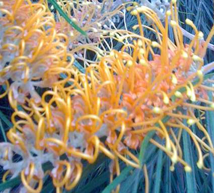 How to Grow Grevilleas - Eco Organic Garden