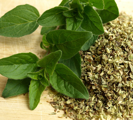 How To Grow Oregano - Eco Organic Garden