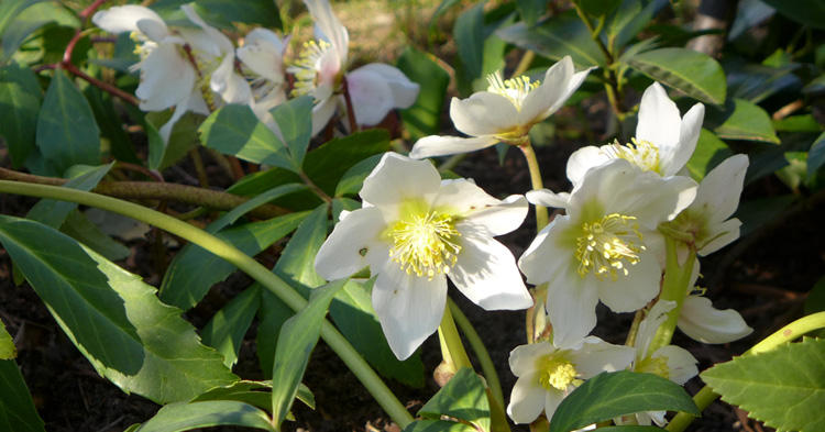 How to Grow Hellebores - Eco Organic Garden