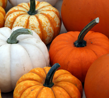 How To Grow Pumpkins - Eco Organic Garden