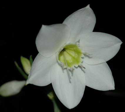 How to Grow the Eucharis Lily - Eco Organic Garden